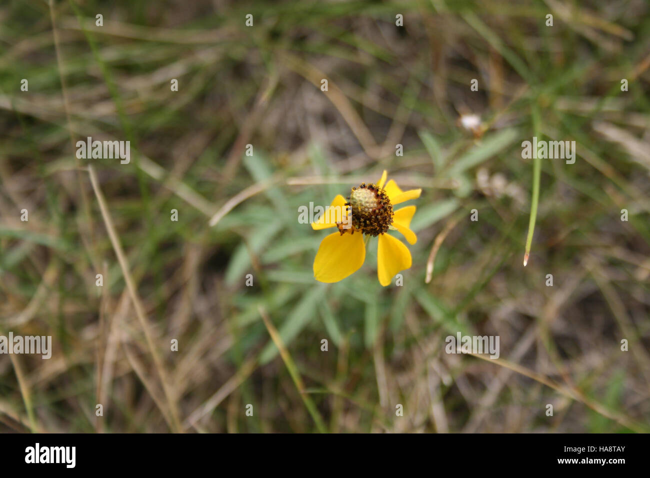 The Prairie Coneflower is a flowering plant native to the U.S. Mountain ...