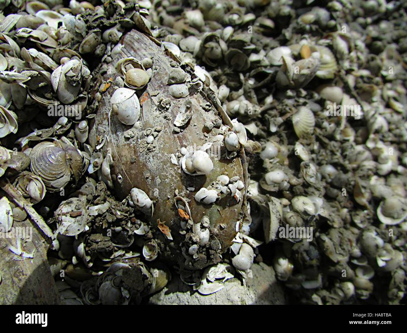 The U.S. Fish and Wildlife Service works to protect and preserve clam ...