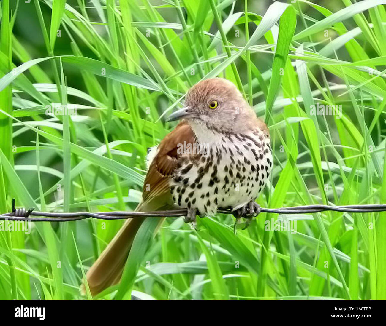 The Brown Thrasher, a songbird with striking markings, is a resident ...