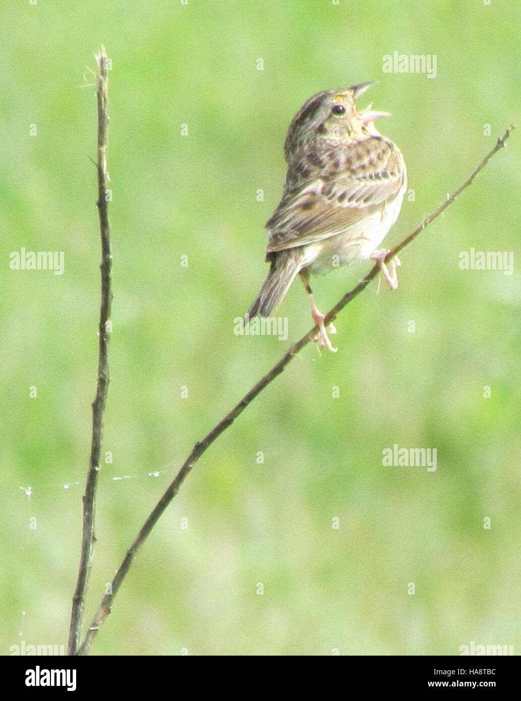 A Red Hills Kansas Grasshopper Sparrow is photographed in its natural ...