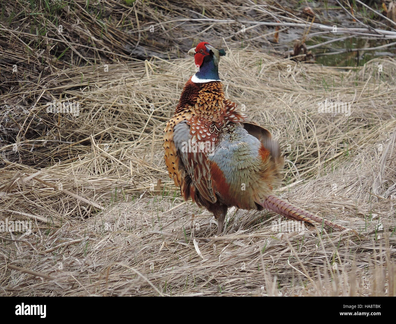 A close-up image of pheasant feathers in a national park, showing the ...