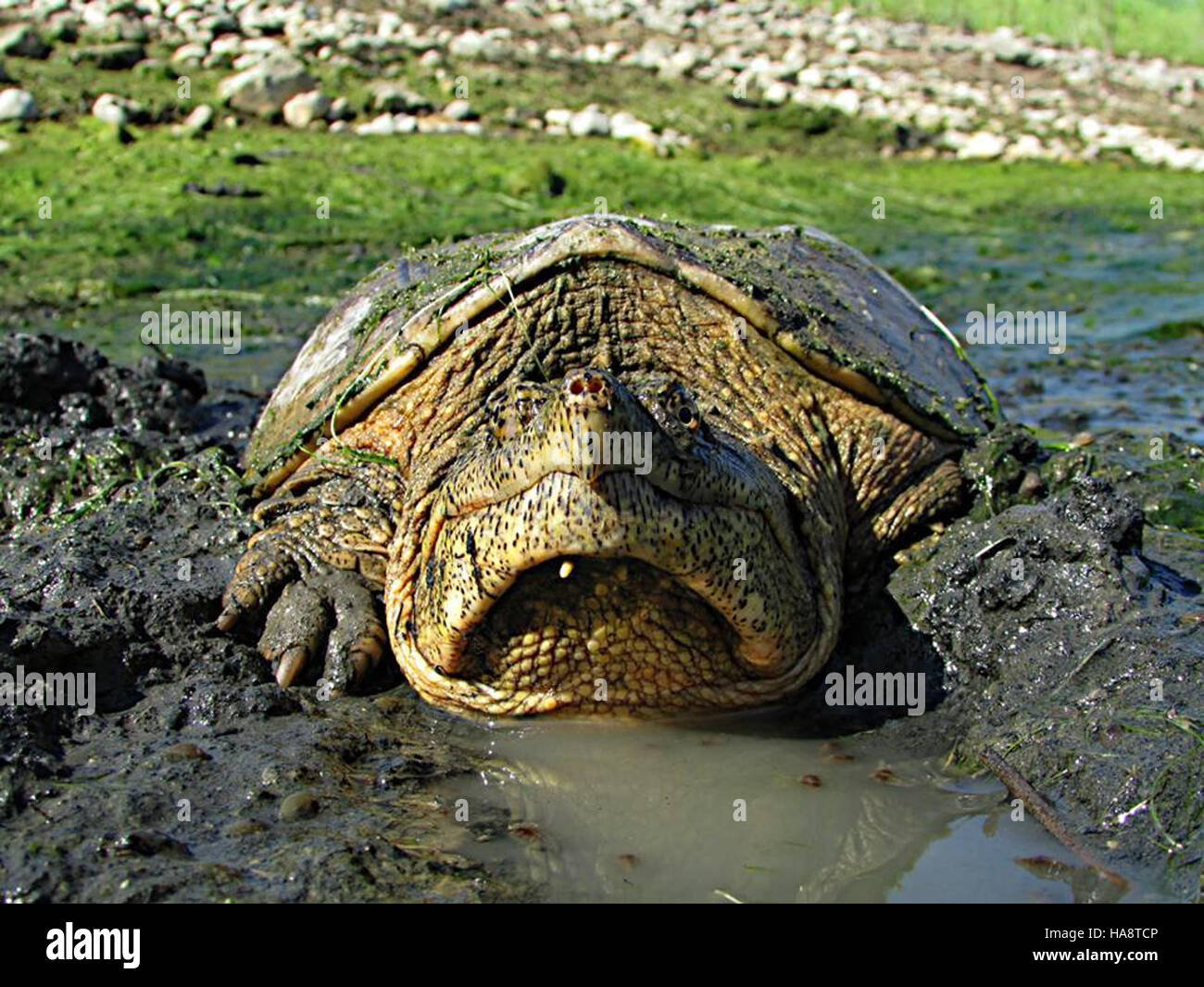 Snapping turtle in wetland hi-res stock photography and images - Alamy