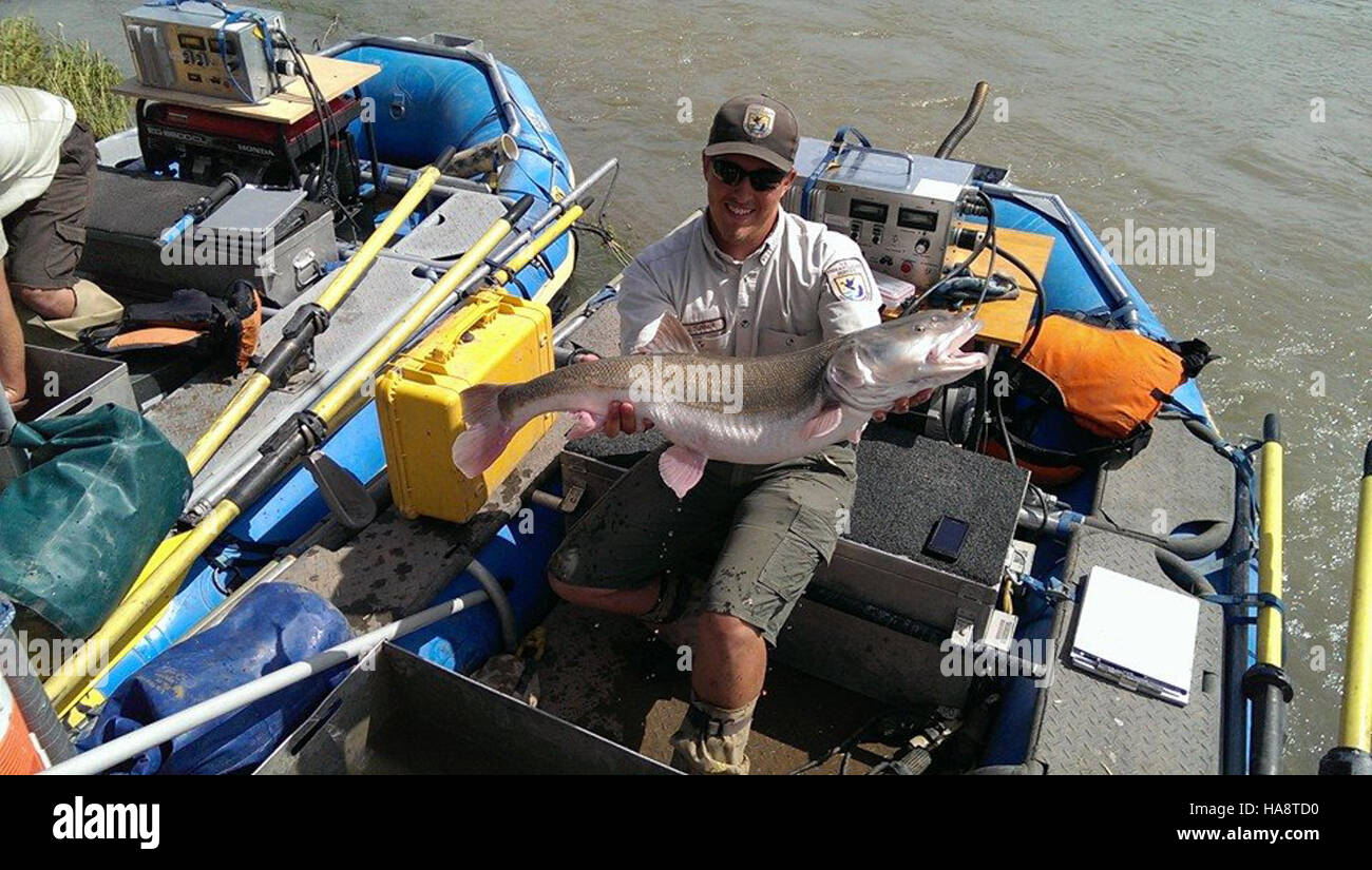 The 880mm Pike Minnow, a key species in the Colorado River ecosystem ...