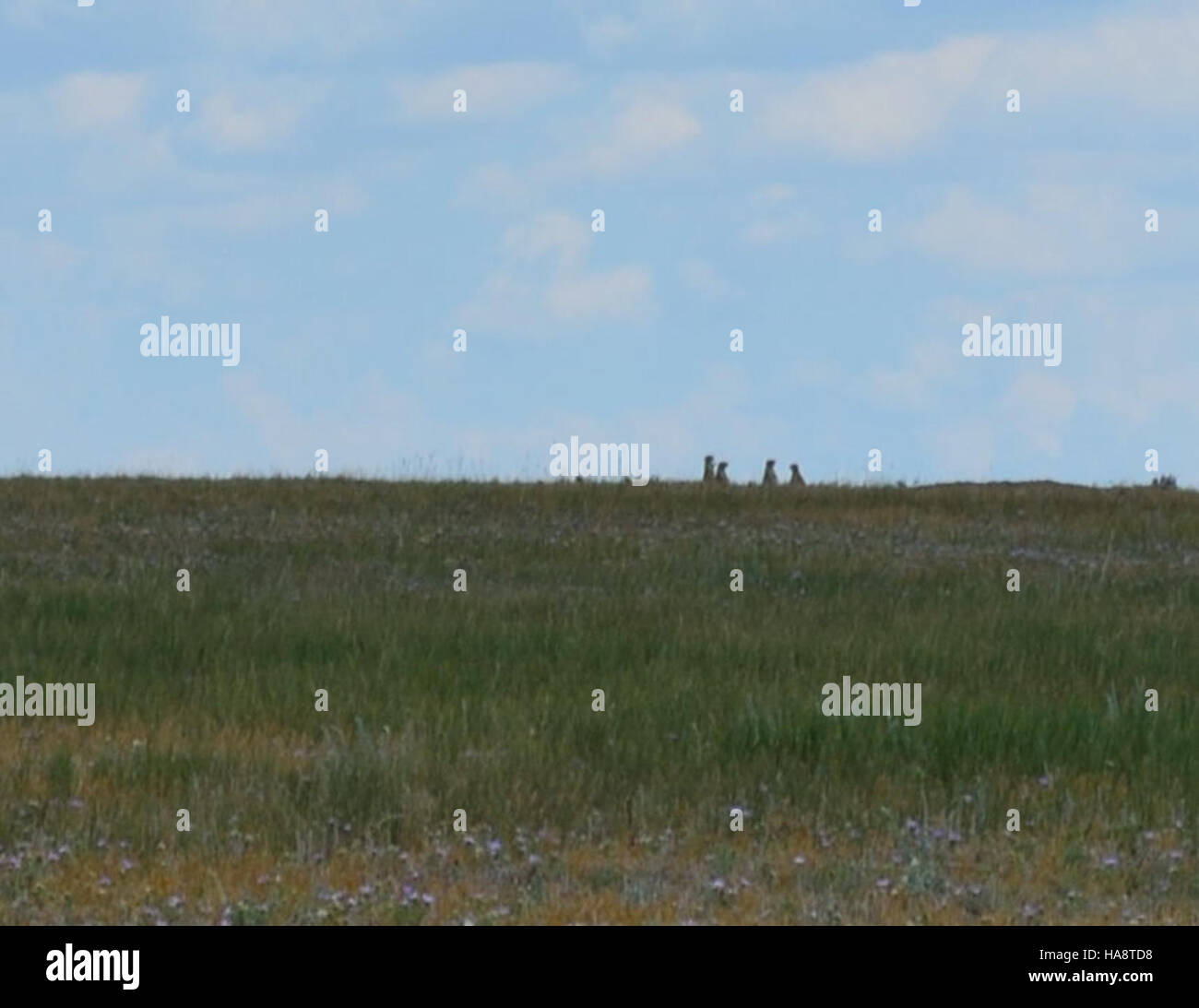 Prairie dogs stand on the horizon, characteristic of the vast prairie ...