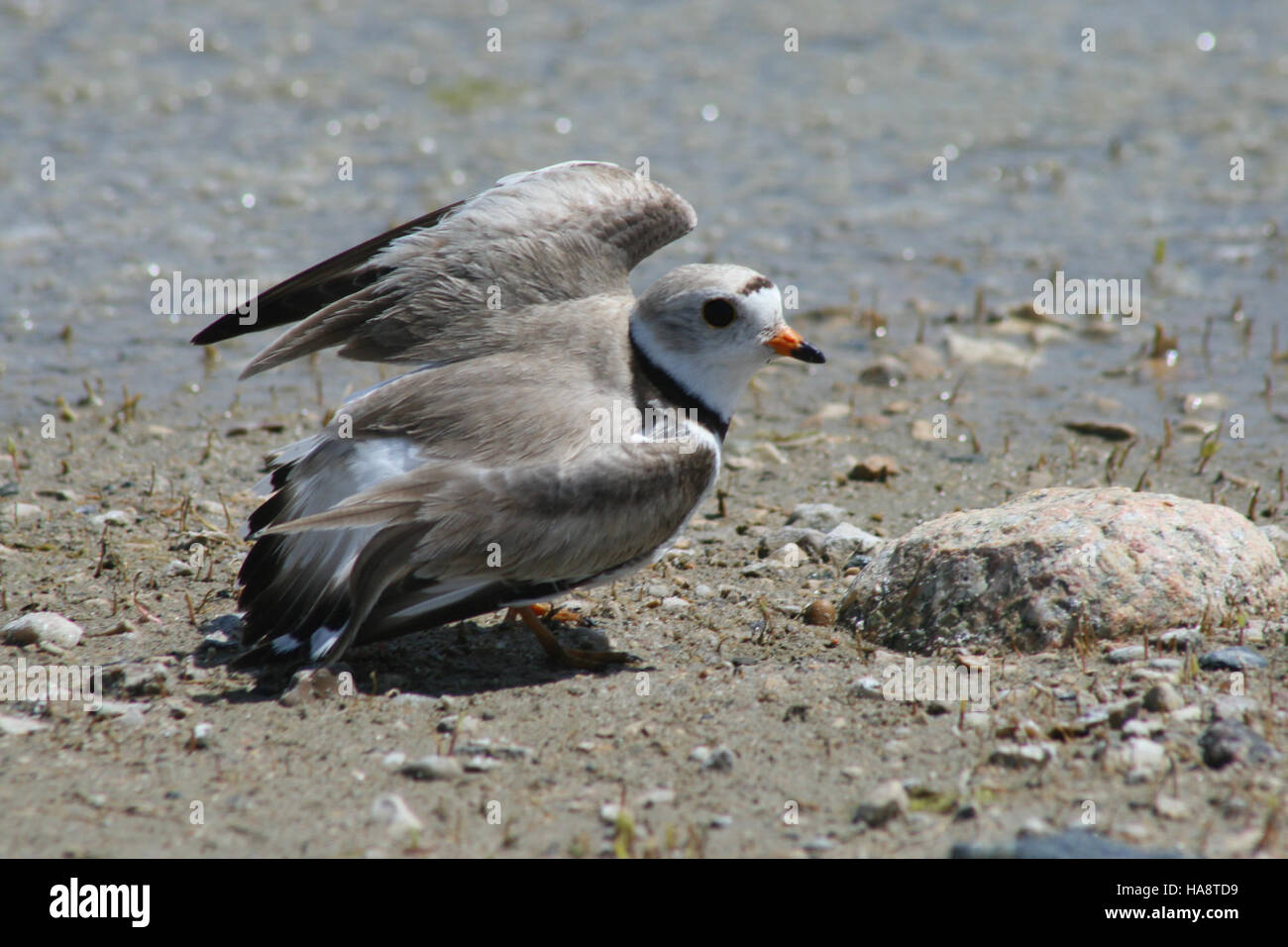 The Piping Plover, a threatened species, is pictured displaying its ...