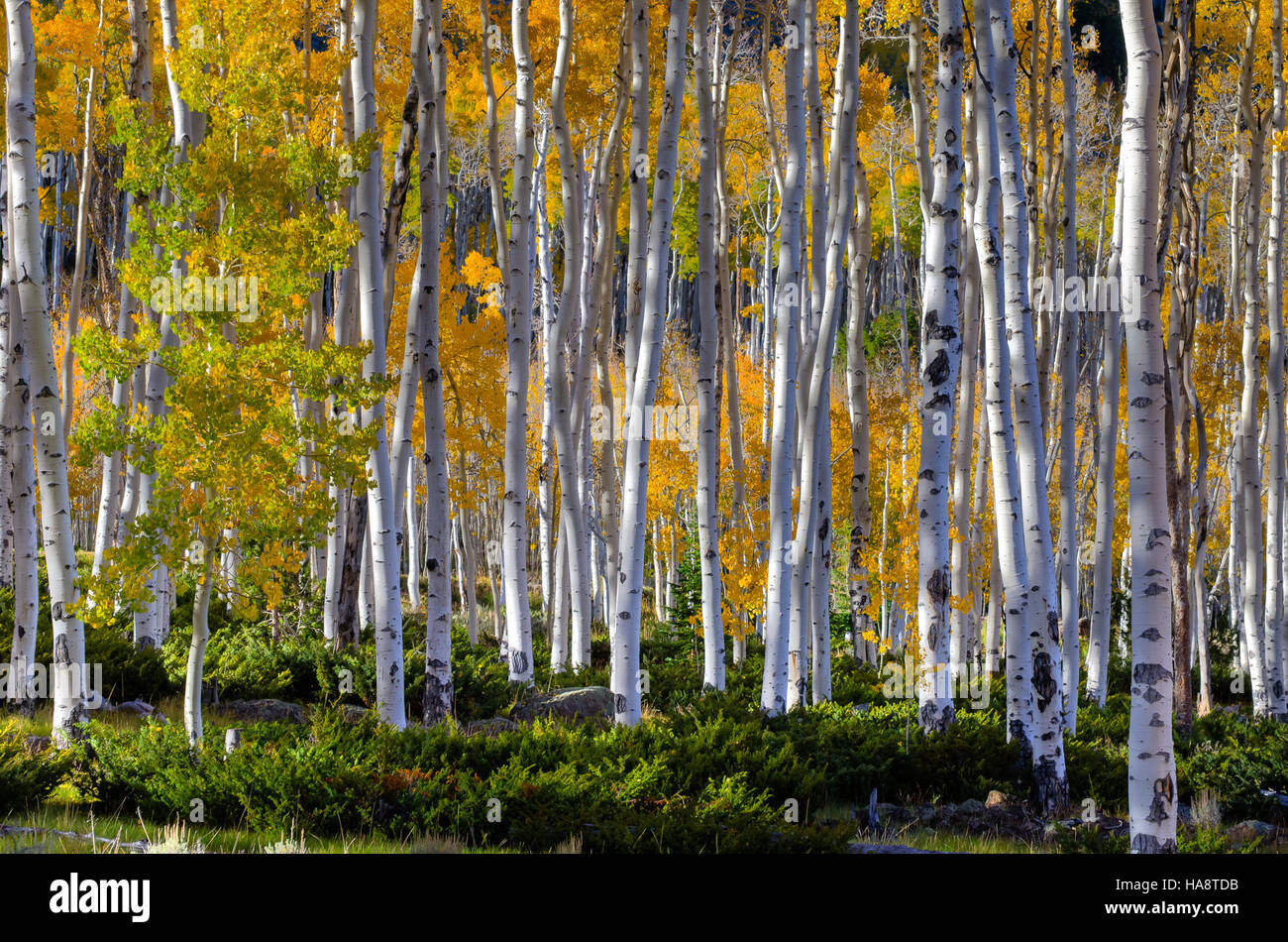 Autumn view captures vibrant hi-res stock photography and images - Alamy