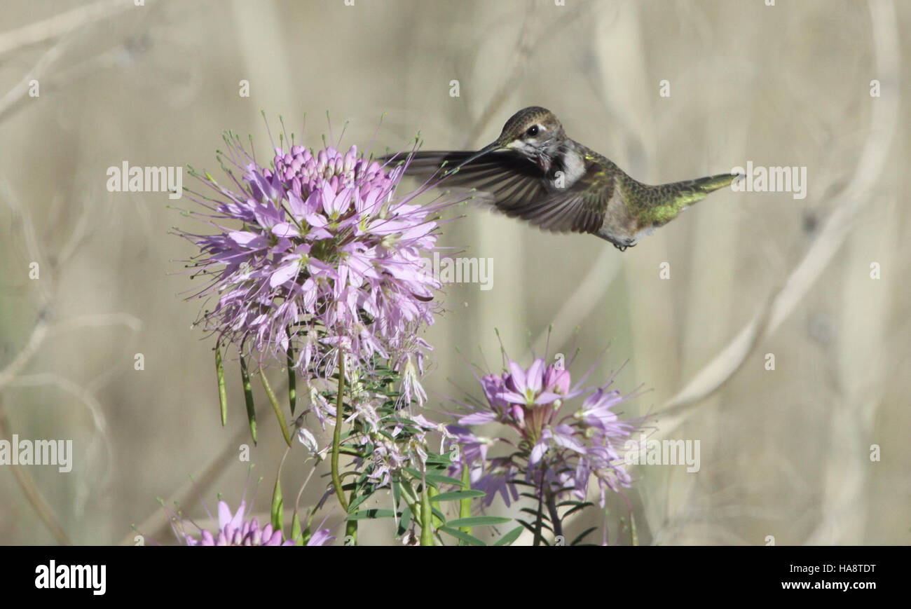 A hummingbird hovers over a flower in a national park, showcasing the ...