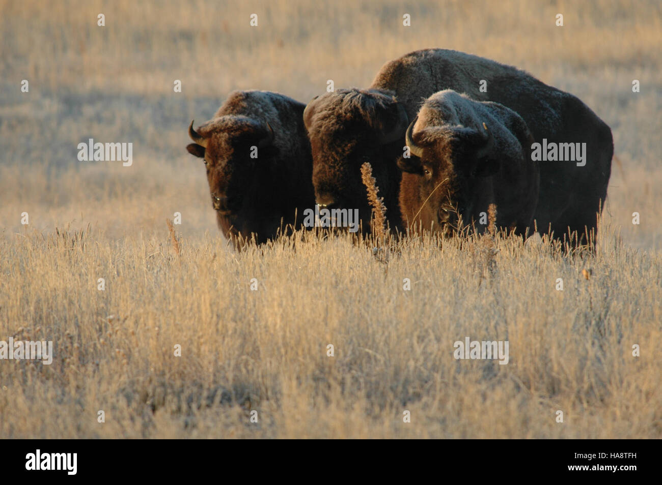 usfwsmtnprairie 14997364716 Standing Watch Stock Photo - Alamy