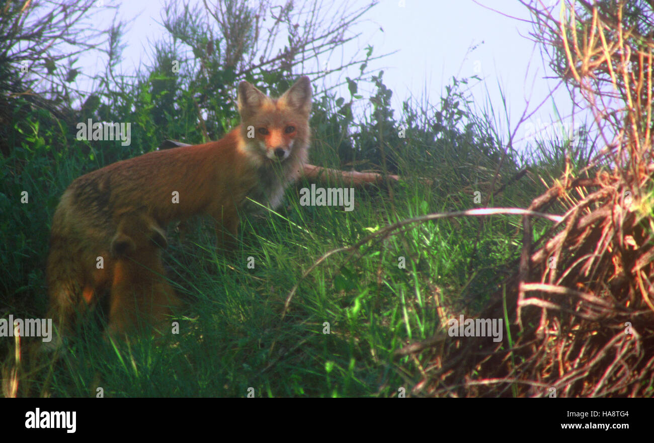 Two Ponds National Park hosts Fox Den 3, a critical habitat for local ...