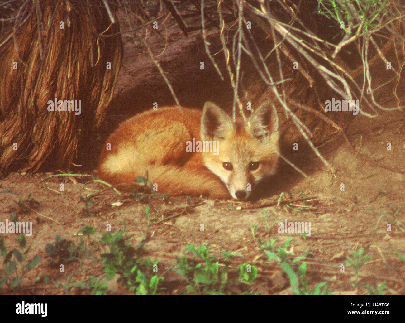 The Fox Den at Two Ponds National Wildlife Refuge provides critical ...