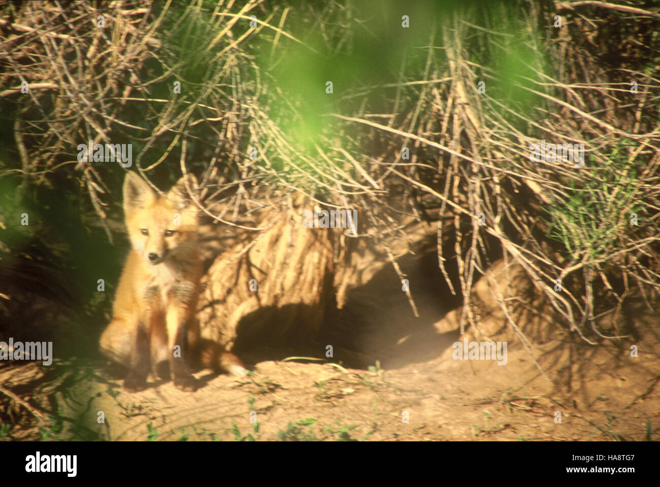 Fox Den 4, located in a National Park, is an important wildlife habitat ...
