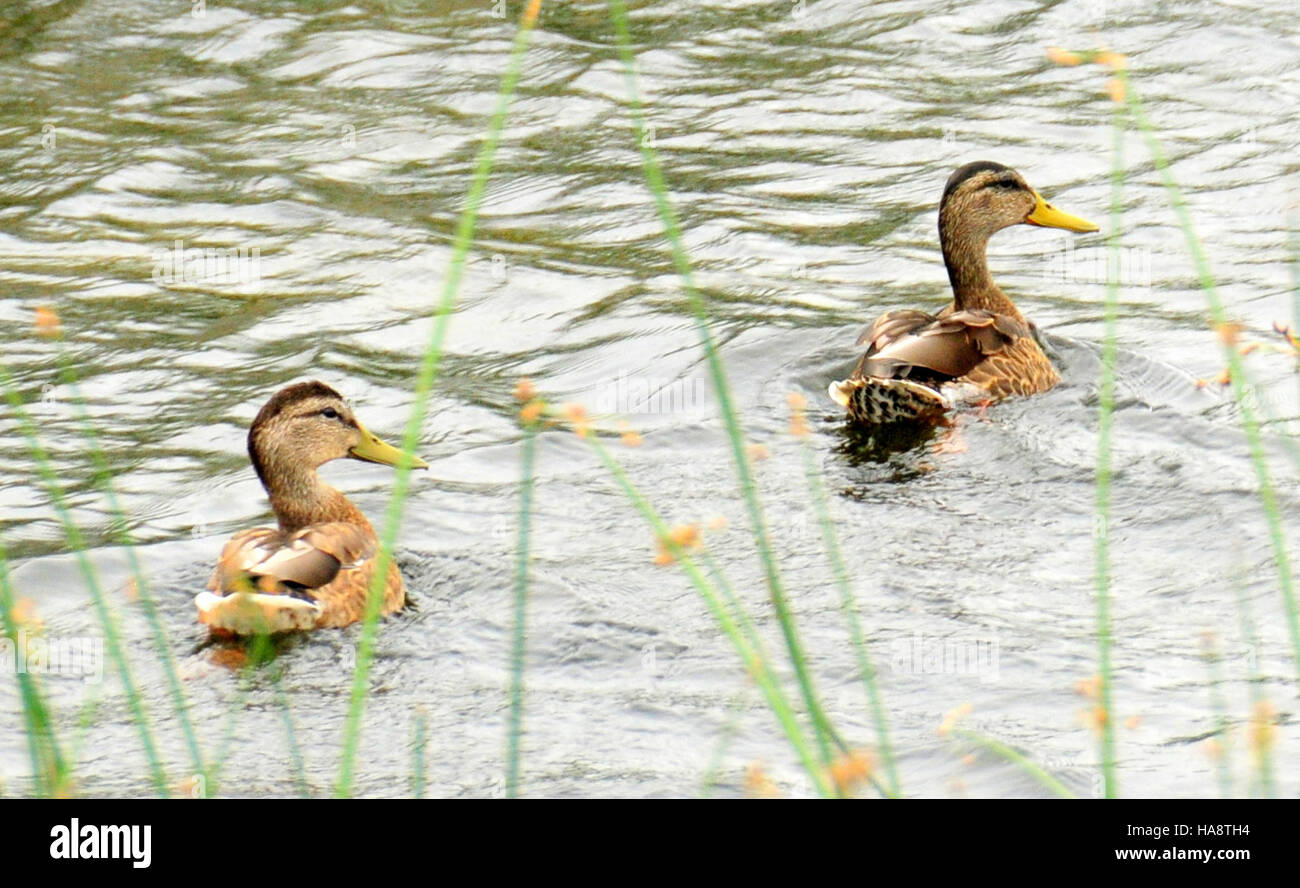 Mallard drakes in eclipse plumage at Seedskadee National Wildlife ...
