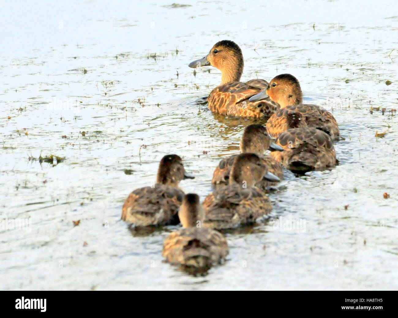 A brood of Cinnamon Teal ducks is seen at the Seedskadee National ...