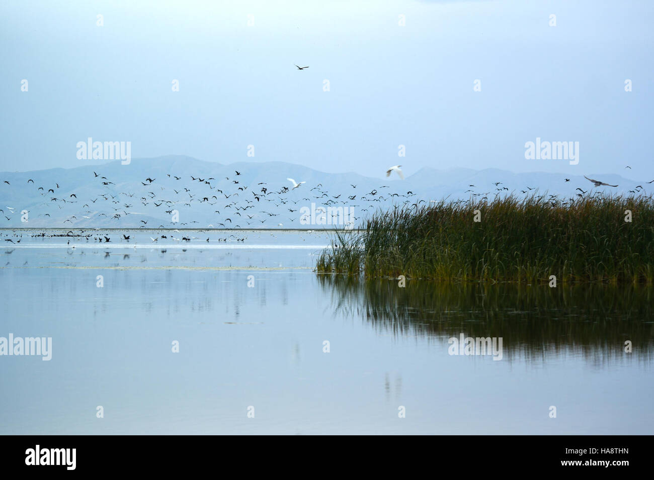The Bear River Migratory Bird Refuge is a vital habitat for migratory ...