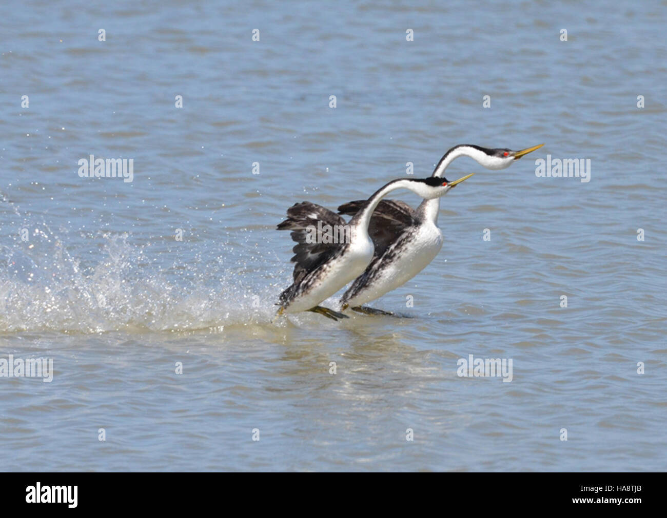 Grebe Rush National Park is recognized for its diverse wildlife ...