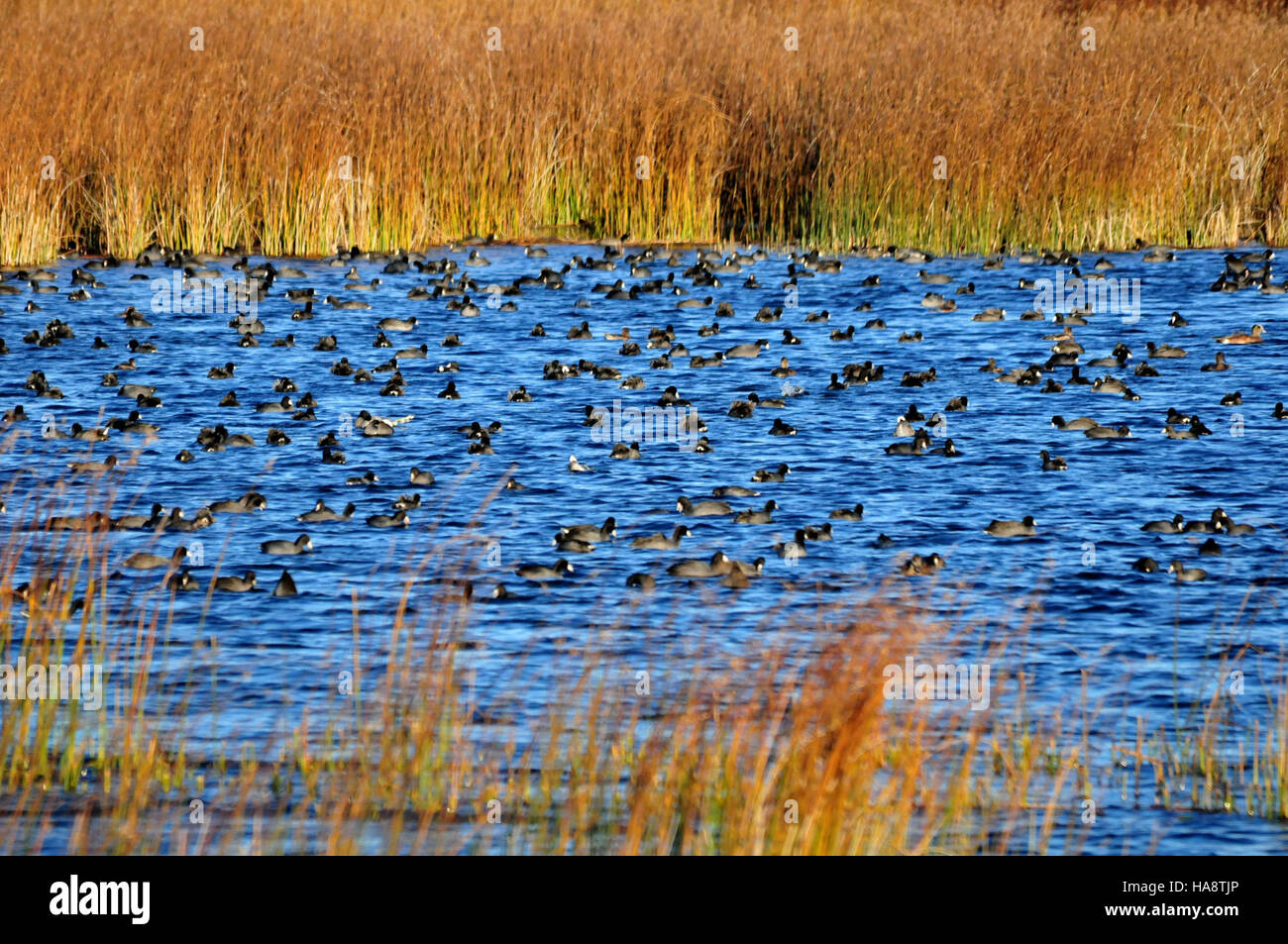 American Coots are seen in their natural habitat on Seedskadee National ...