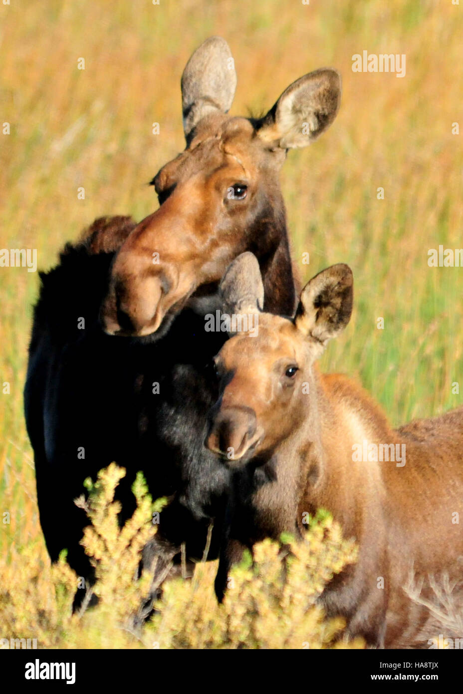 A Shiras moose cow and calf are captured at Seedskadee National ...
