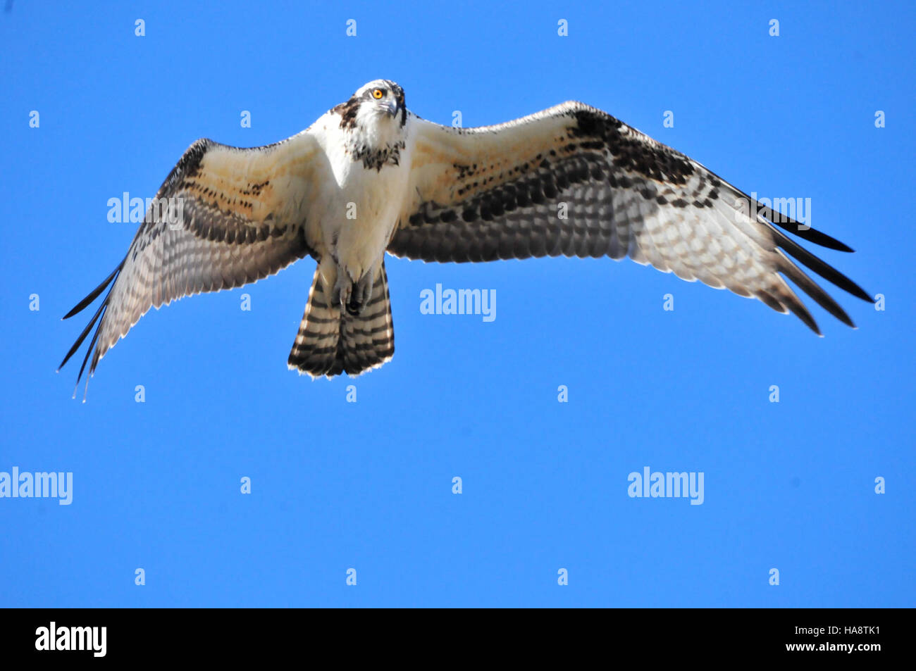 An osprey perched at Seedskadee National Wildlife Refuge in Wyoming ...