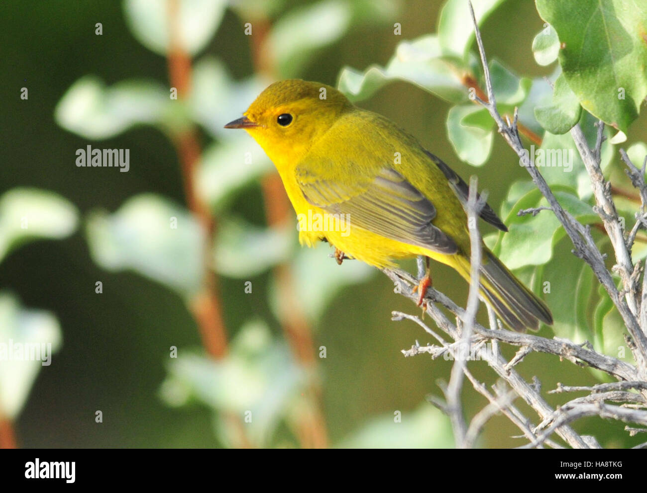 Wilson's Warbler, a small migratory bird, is seen in Seedskadee ...