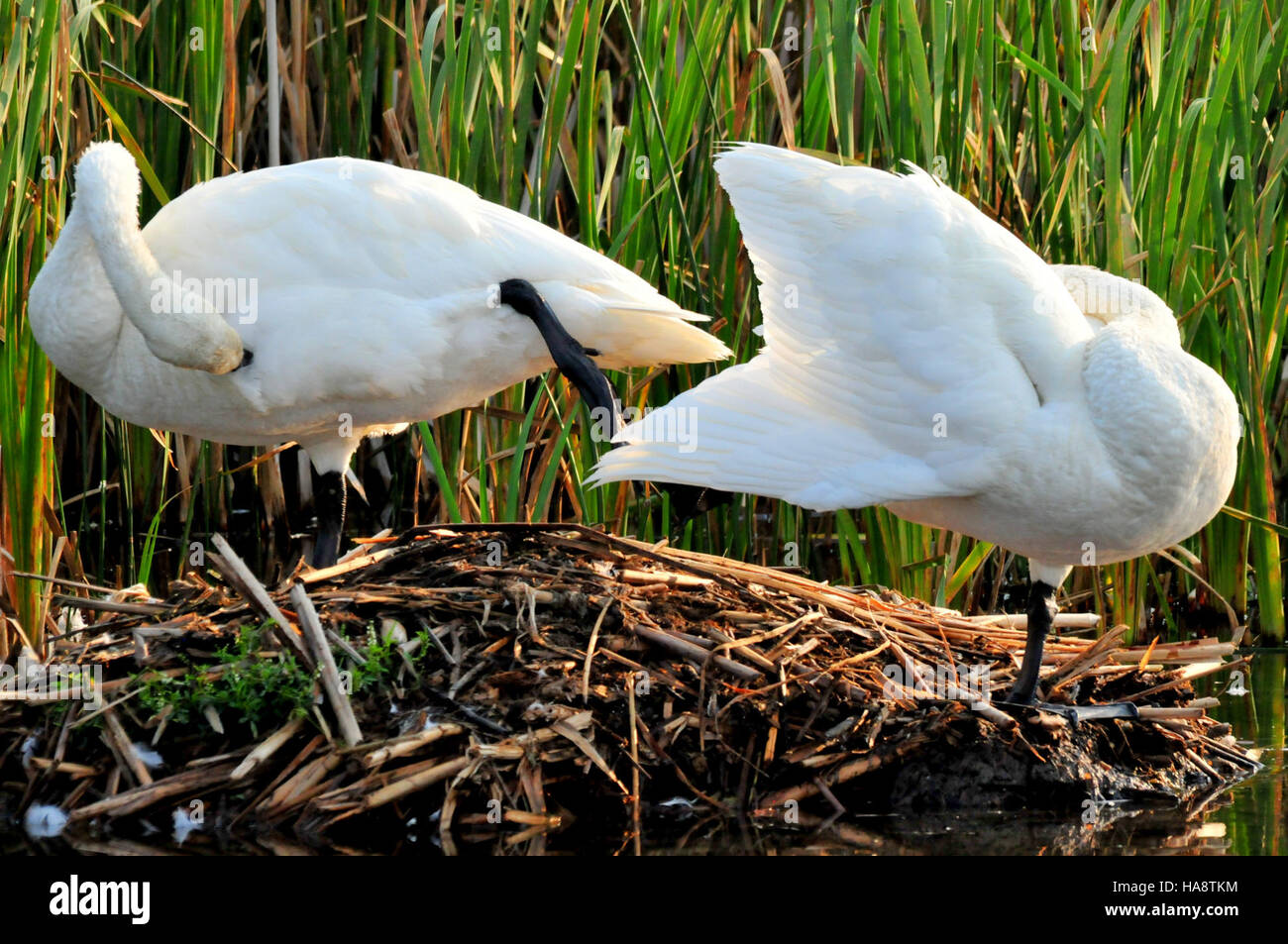 usfwsmtnprairie 15090749816 Balancing Act Trumpeter Swan Preening ...