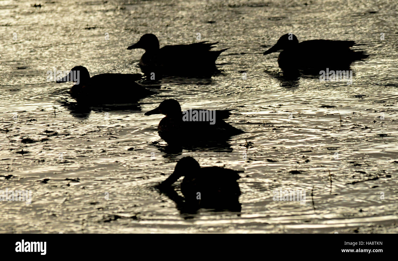The Cinnamon Teal, spotted at Seedskadee National Wildlife Refuge, is a ...