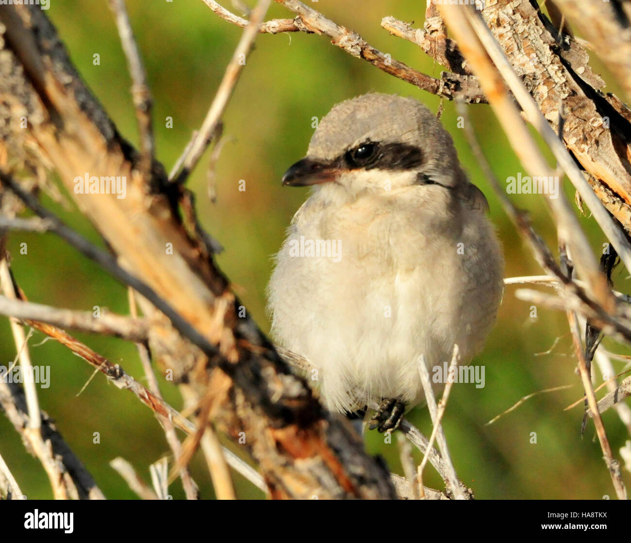 usfwsmtnprairie 15095246855 bird loggerhead shrike 05 Stock Photo - Alamy