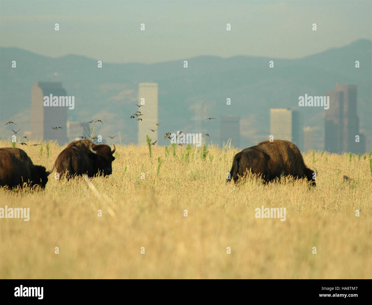 American bison once nearly hi-res stock photography and images - Alamy