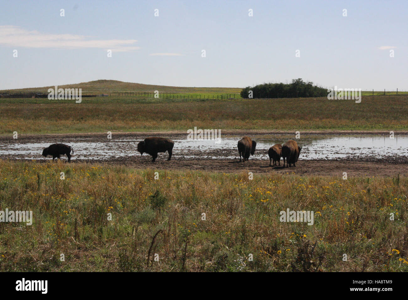 A scene at a watering hole in a national park, where diverse wildlife ...