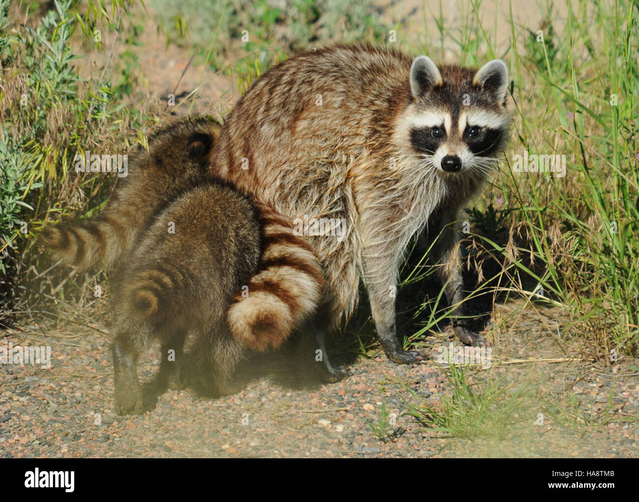 Young raccoons are spotted in a national park, illustrating the ...