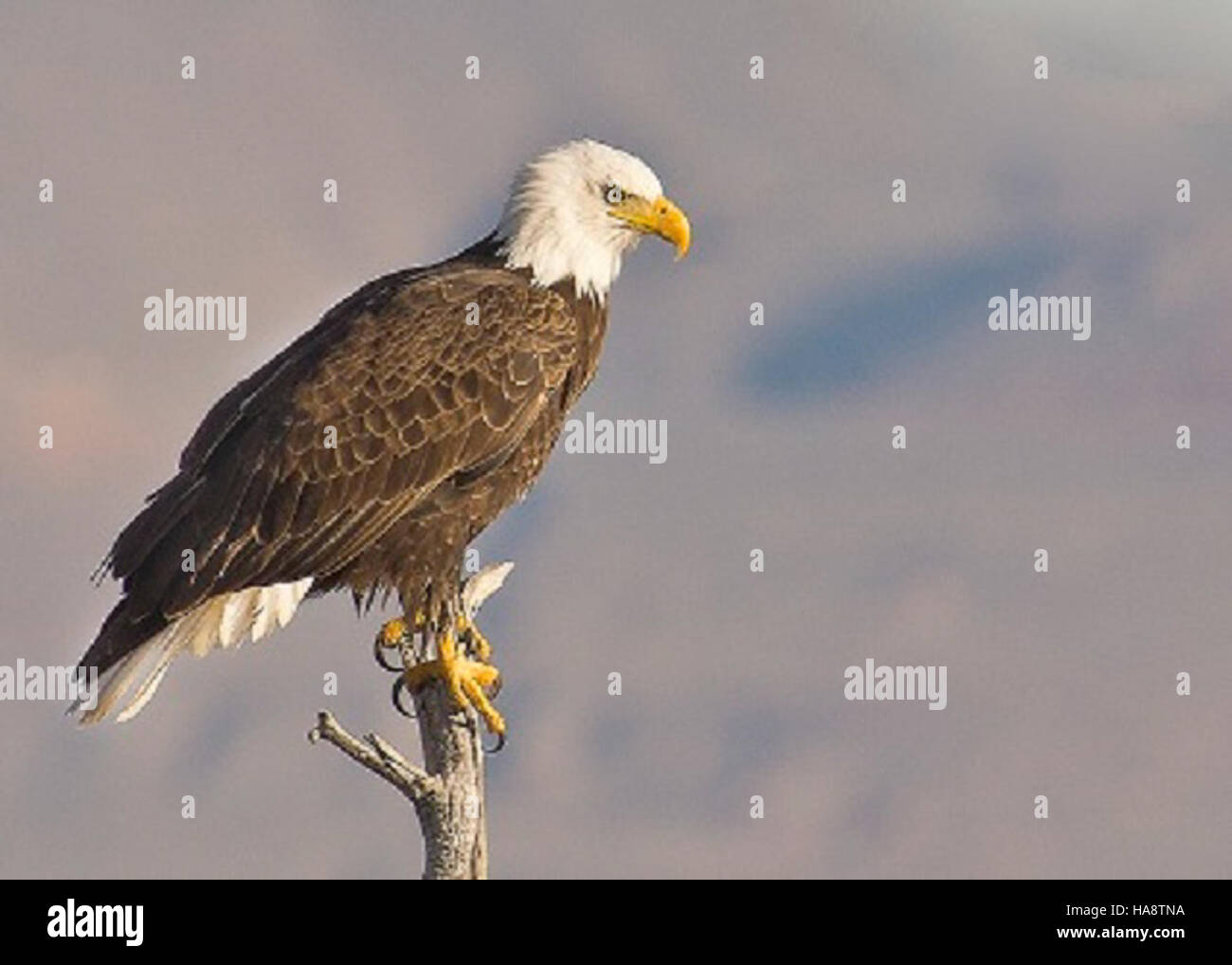 This image depicts a vigilant animal or ranger in a national park ...