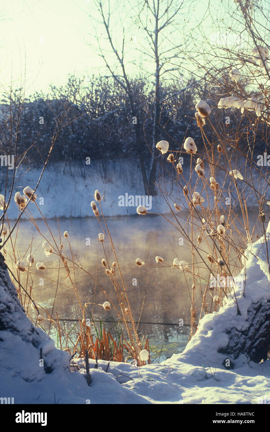 Inhabit ponds hi-res stock photography and images - Alamy