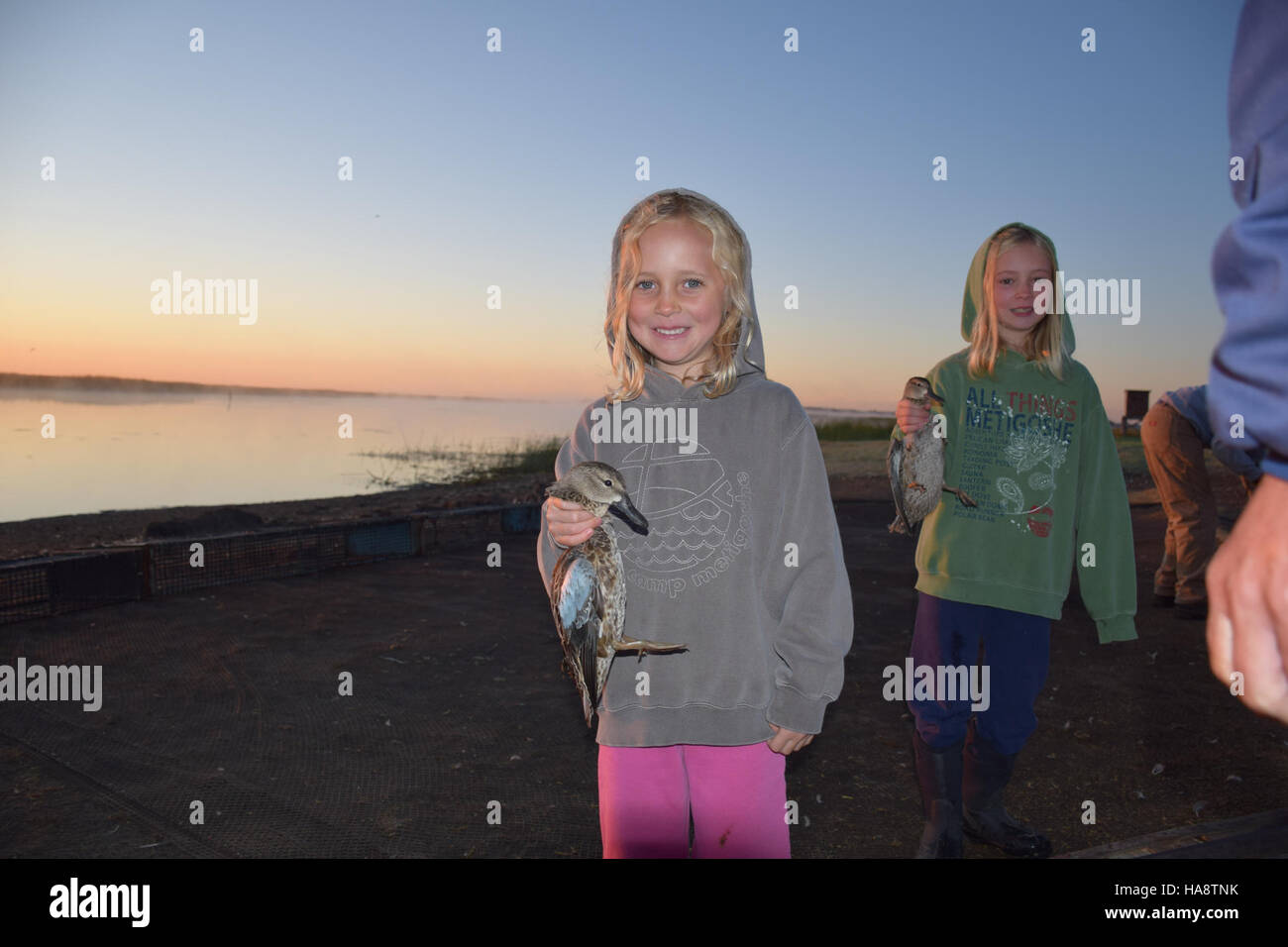 A large bison stands in the prairie, exemplifying the majestic wildlife ...