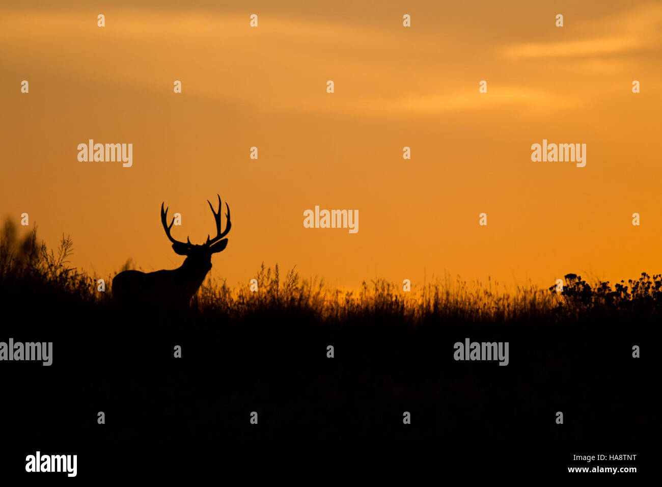 Animal habitats in silhouette hi-res stock photography and images - Alamy