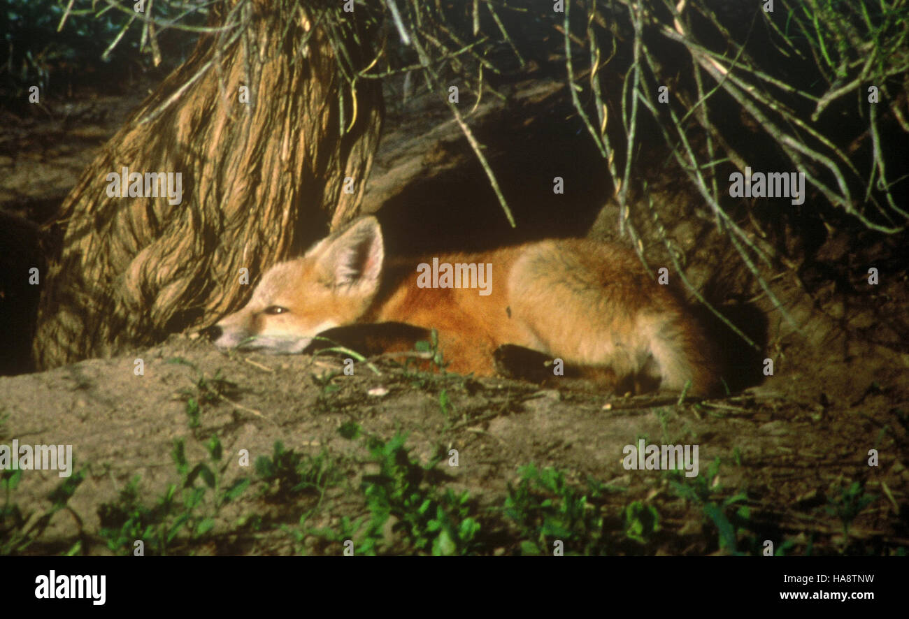 A fox den located in a national park setting, illustrating the wildlife ...