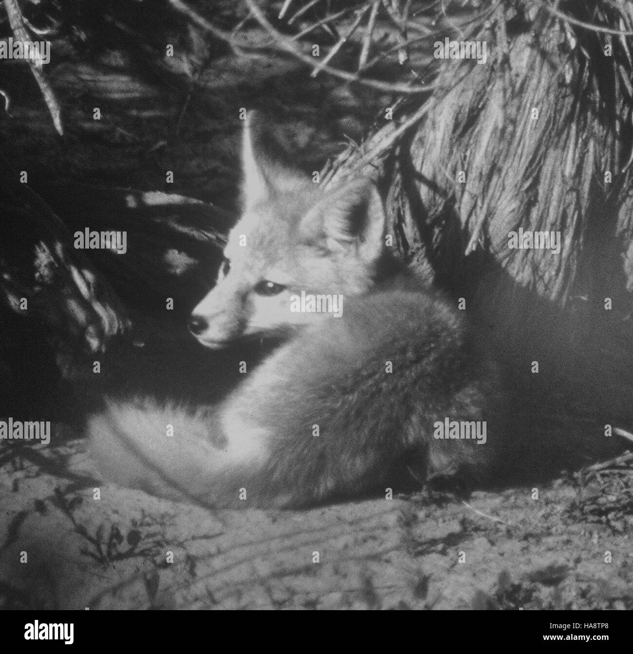 Fox den Black and White Stock Photos & Images - Alamy