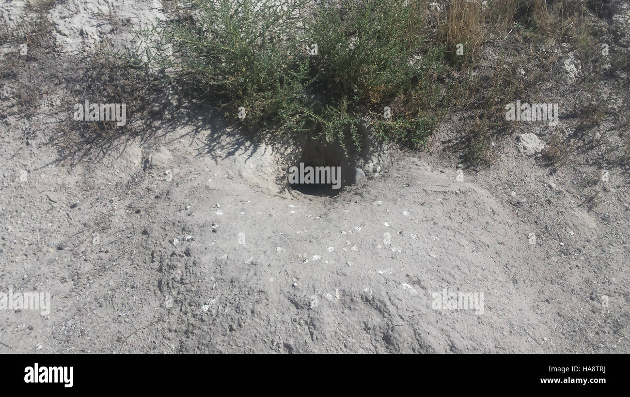 A burrowing owl nest hole is shown in this image, highlighting ...
