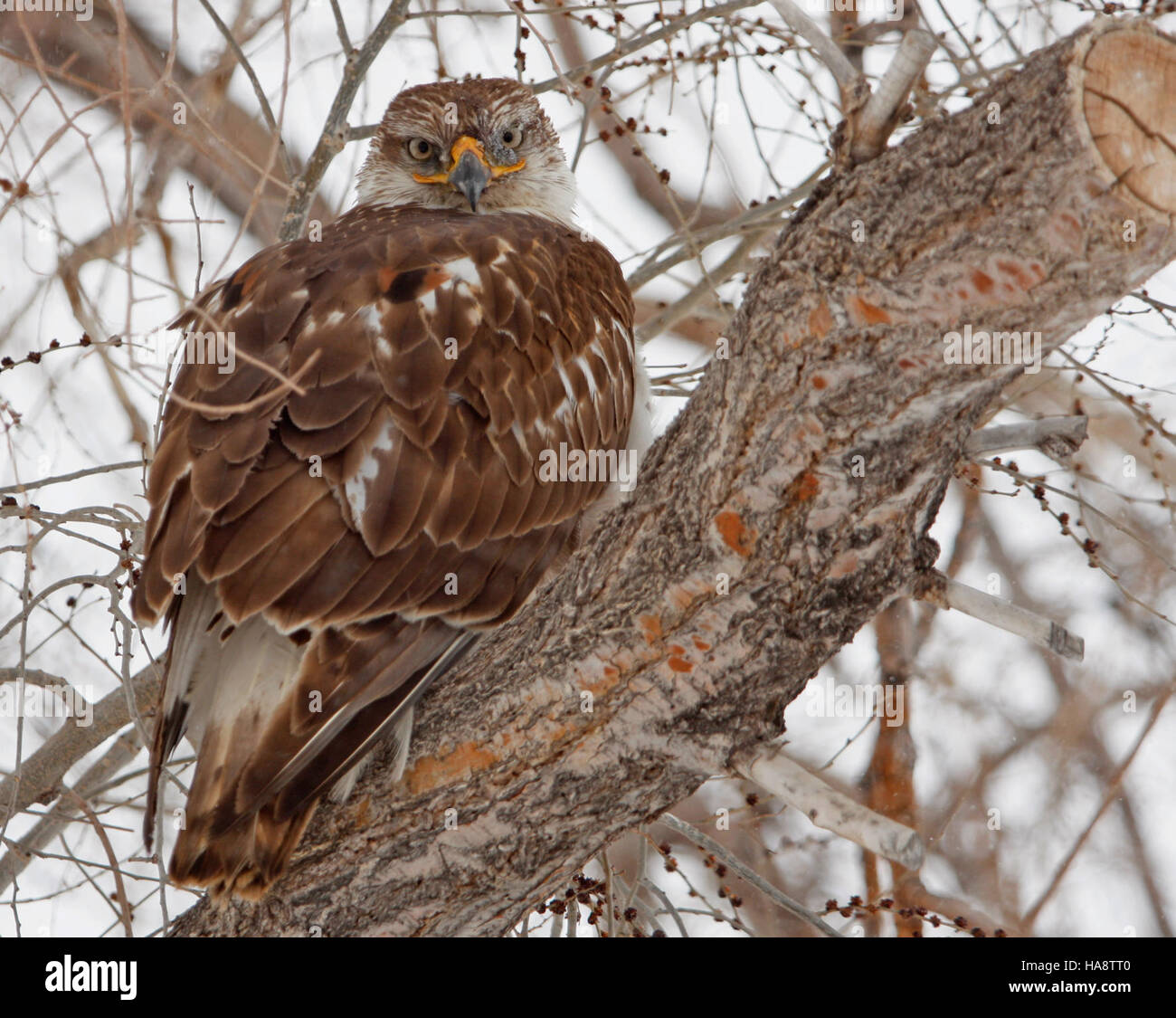 A perched raptor, likely an eagle or hawk, rests in a national park ...