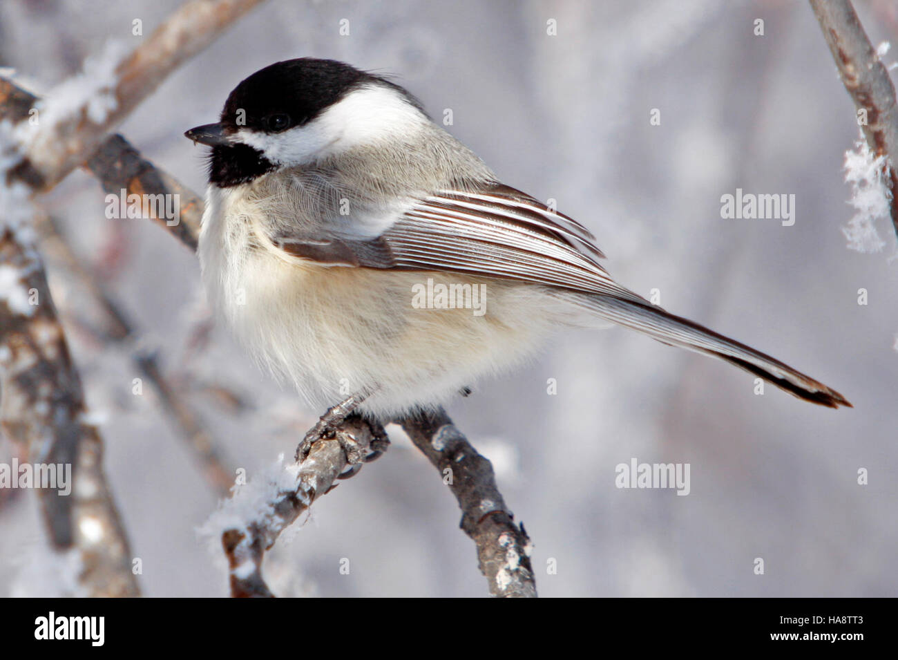 The Black-Capped Chickadee, a small songbird native to North America ...