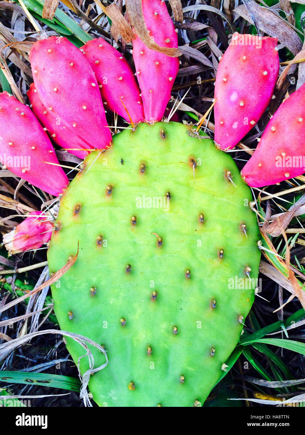 This image captures the vibrant cactus plants in bloom at Two Ponds ...