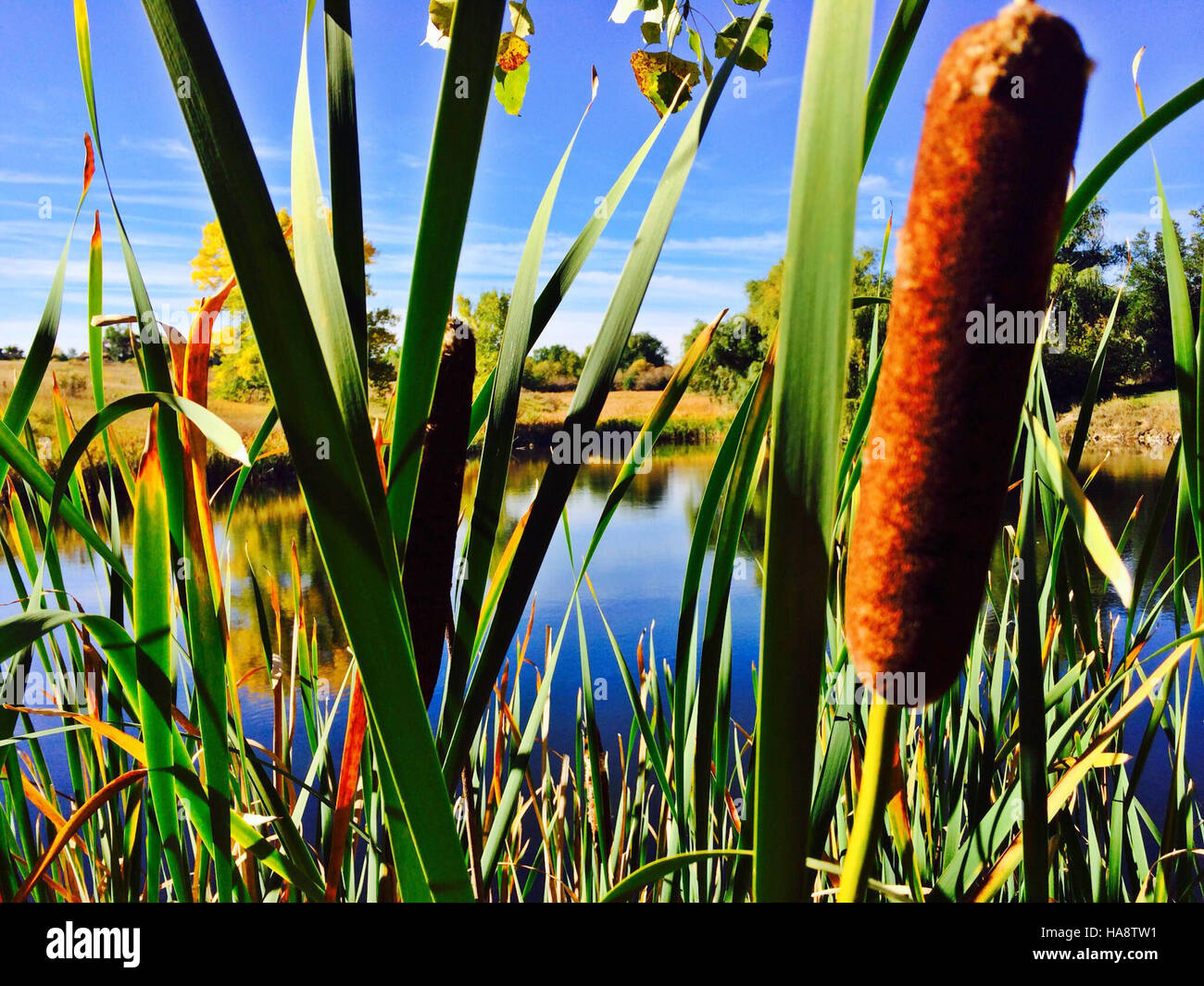 Cattails thrive in the wetland areas of Two Ponds National Wildlife ...