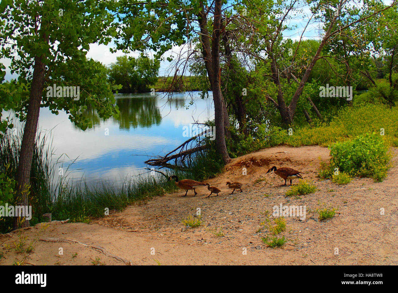 A Goose Parade at a national park highlights the migration of geese as ...