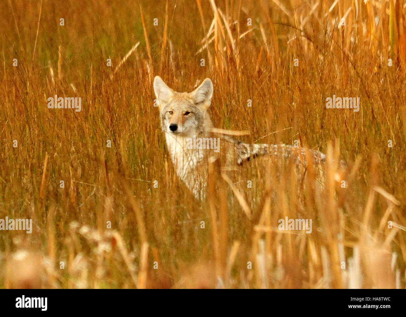A coyote moves through the cattails at Seedskadee National Wildlife ...