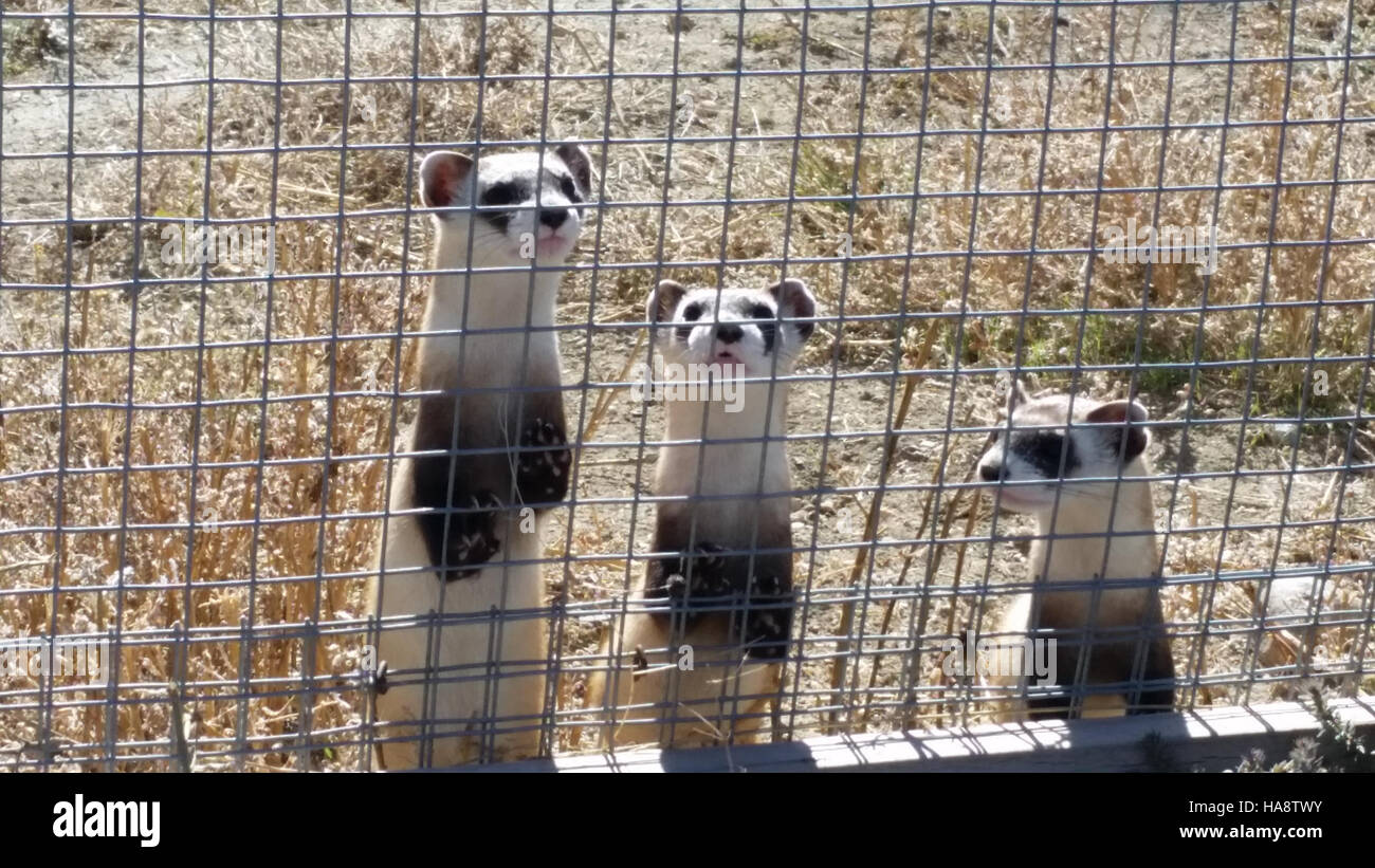 Black-footed Ferrets in preconditioning pens at a national park, part ...