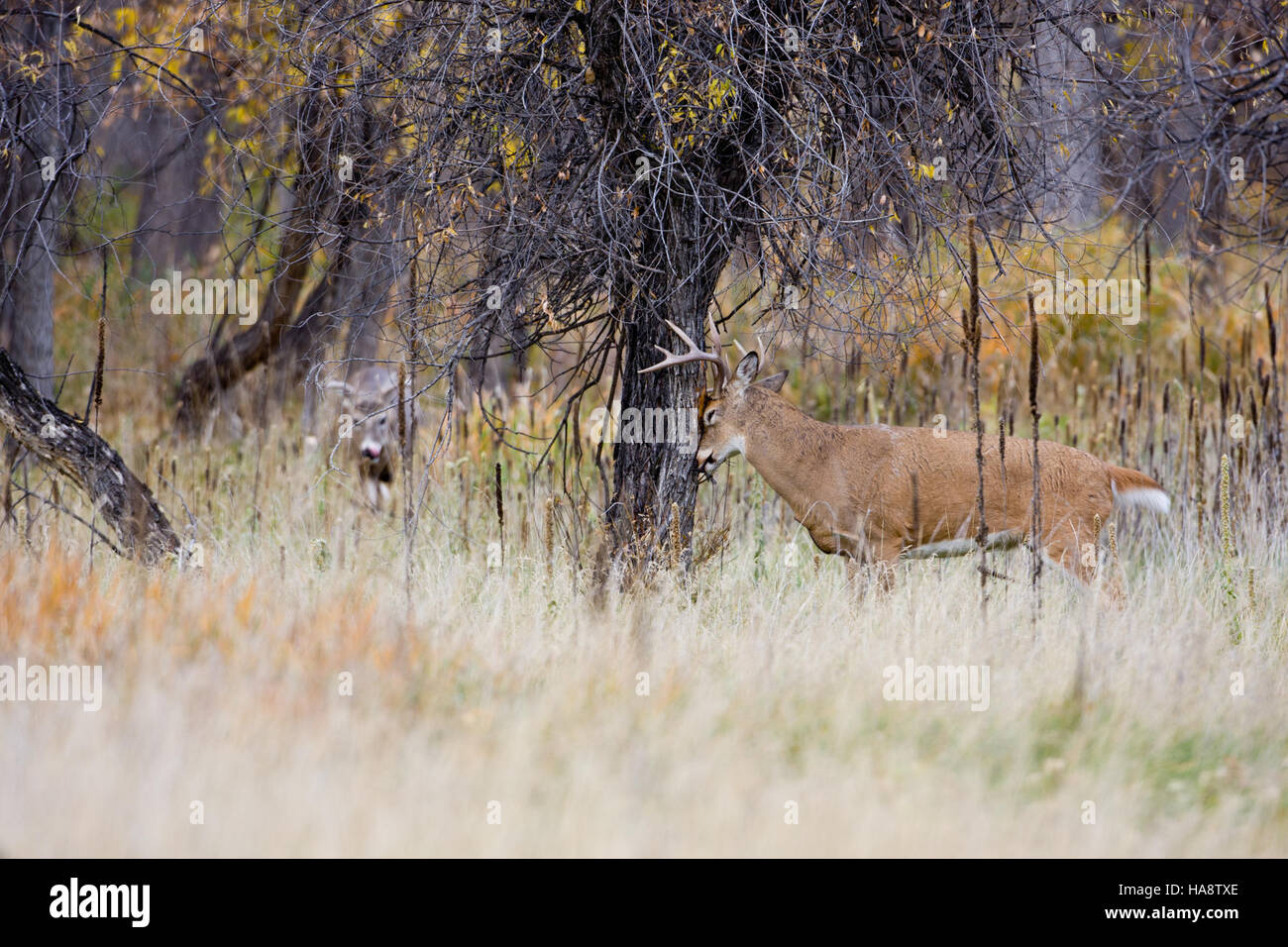 Deer rub tree hi-res stock photography and images - Alamy