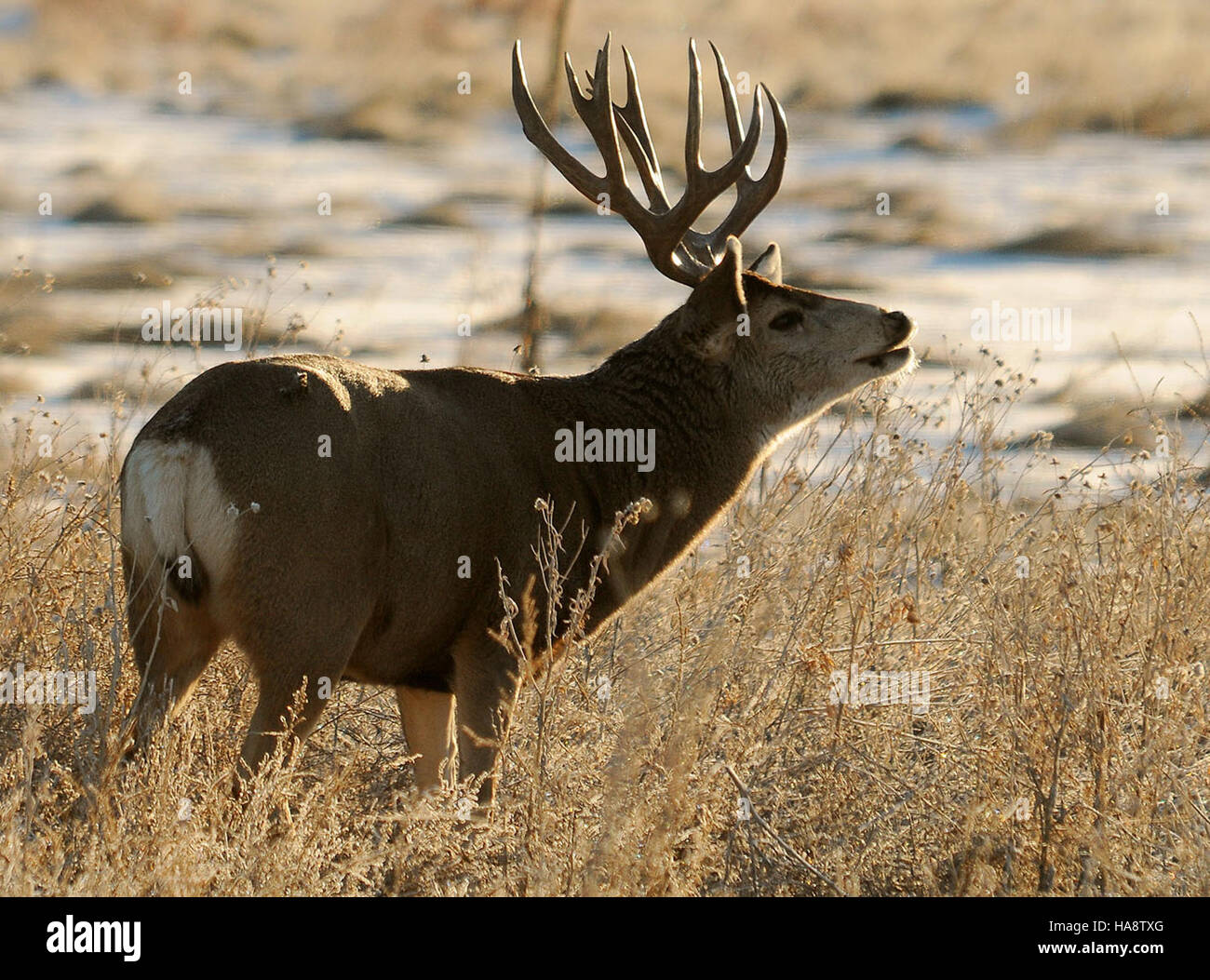 A Mule Deer Buck is seen in its natural habitat within a national park ...