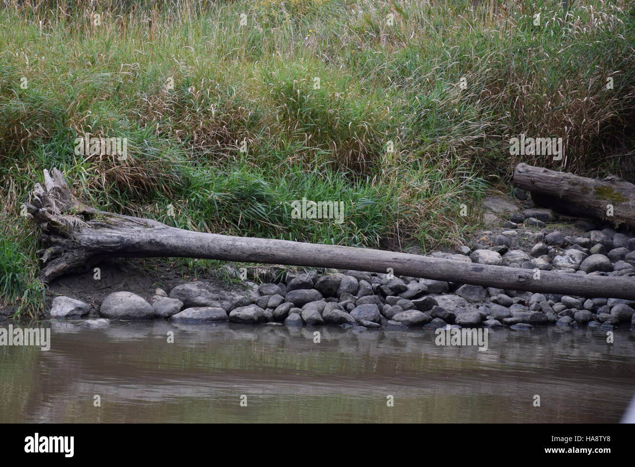 A fallen tree in a national park serves as a vital component of the ...