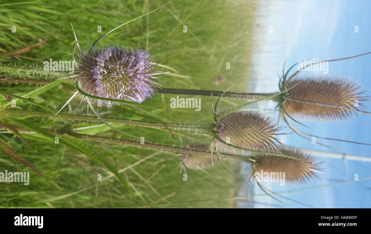 Teasel in bloom hi-res stock photography and images - Alamy