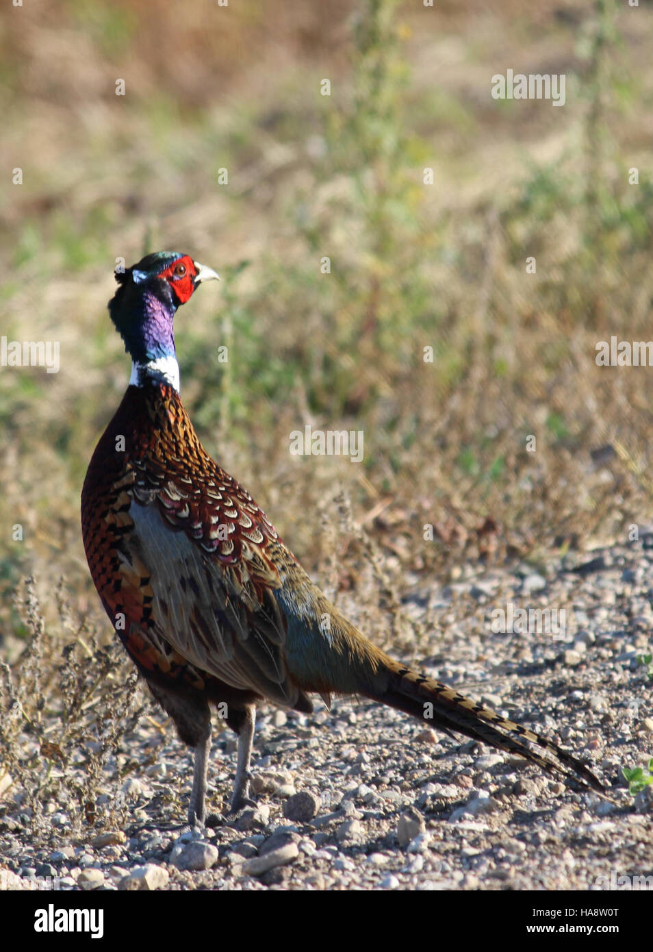 This image captures a Ring-necked pheasant in a national park ...