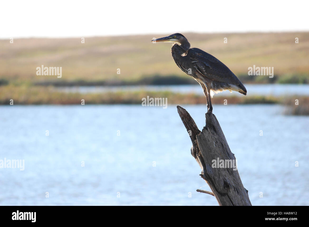 The Great Blue Heron, often seen in U.S. national parks, plays a key ...