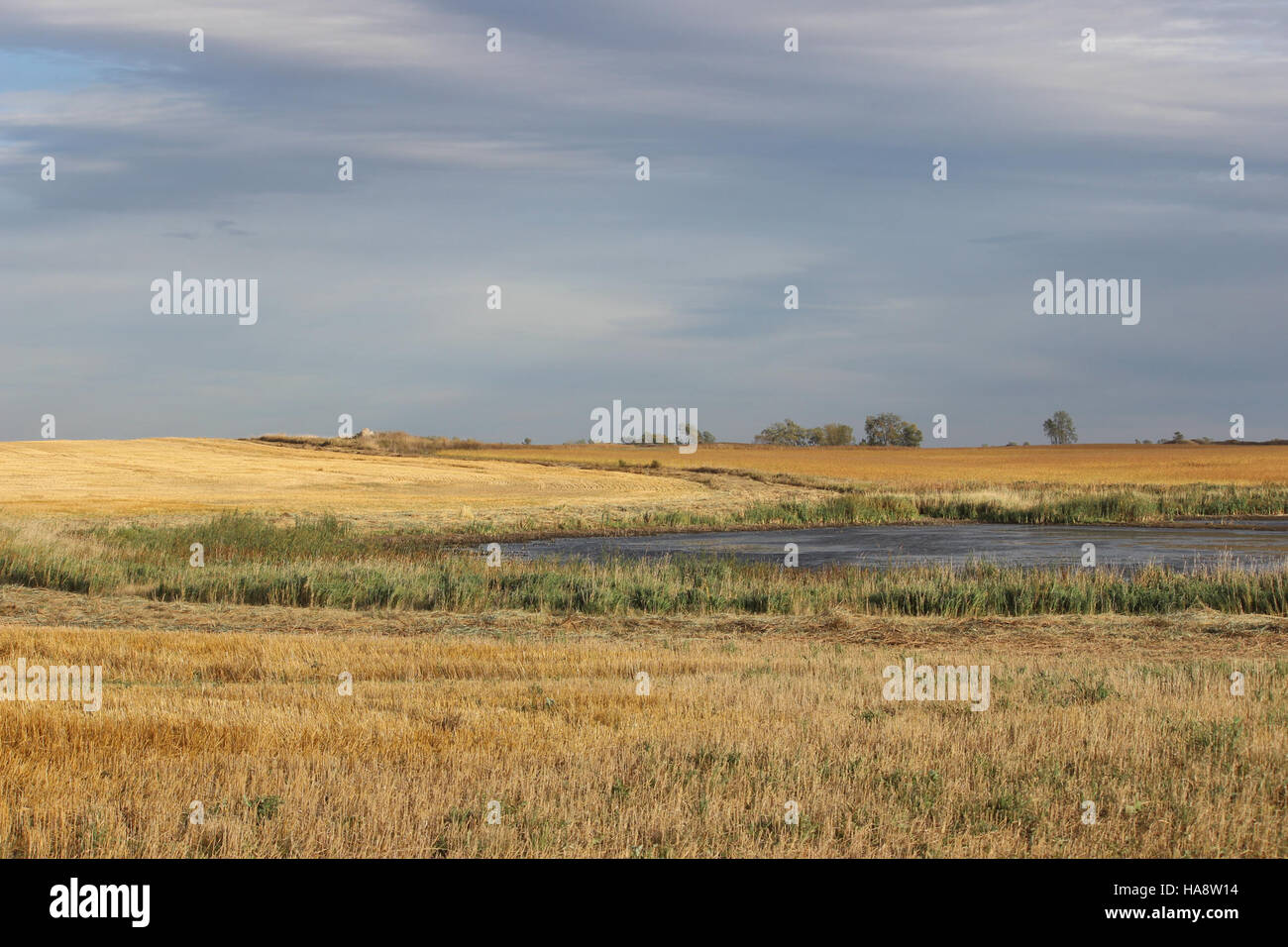 Wetlands within croplands play a crucial role in maintaining ...